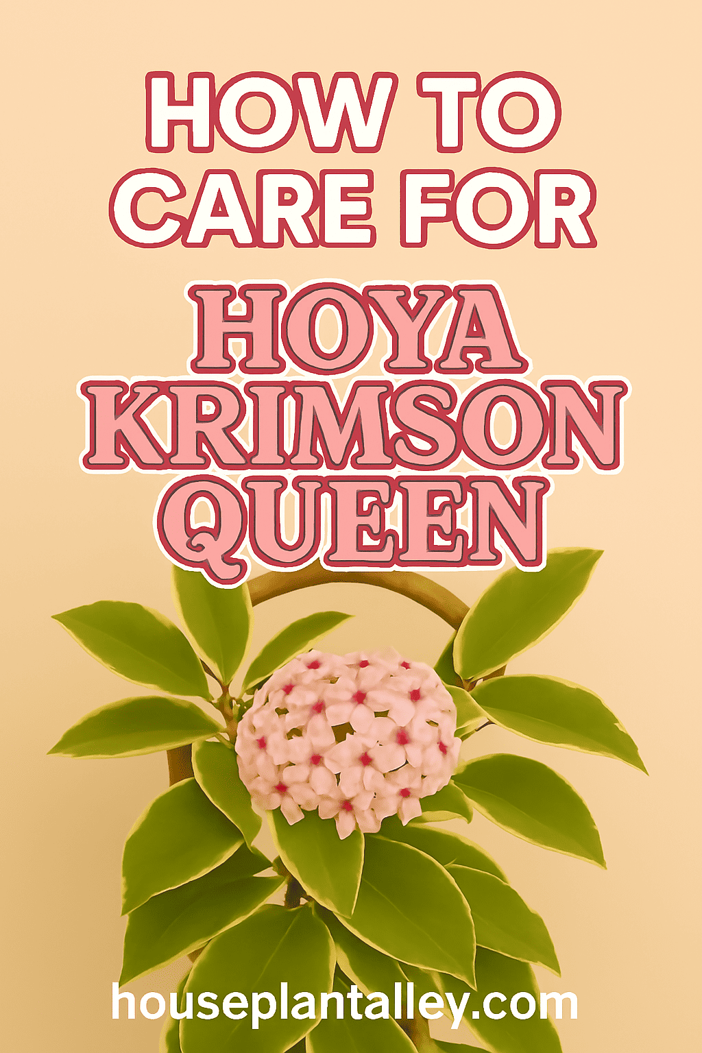 How to Care for Hoya Krimson Queen | Houseplant Alley