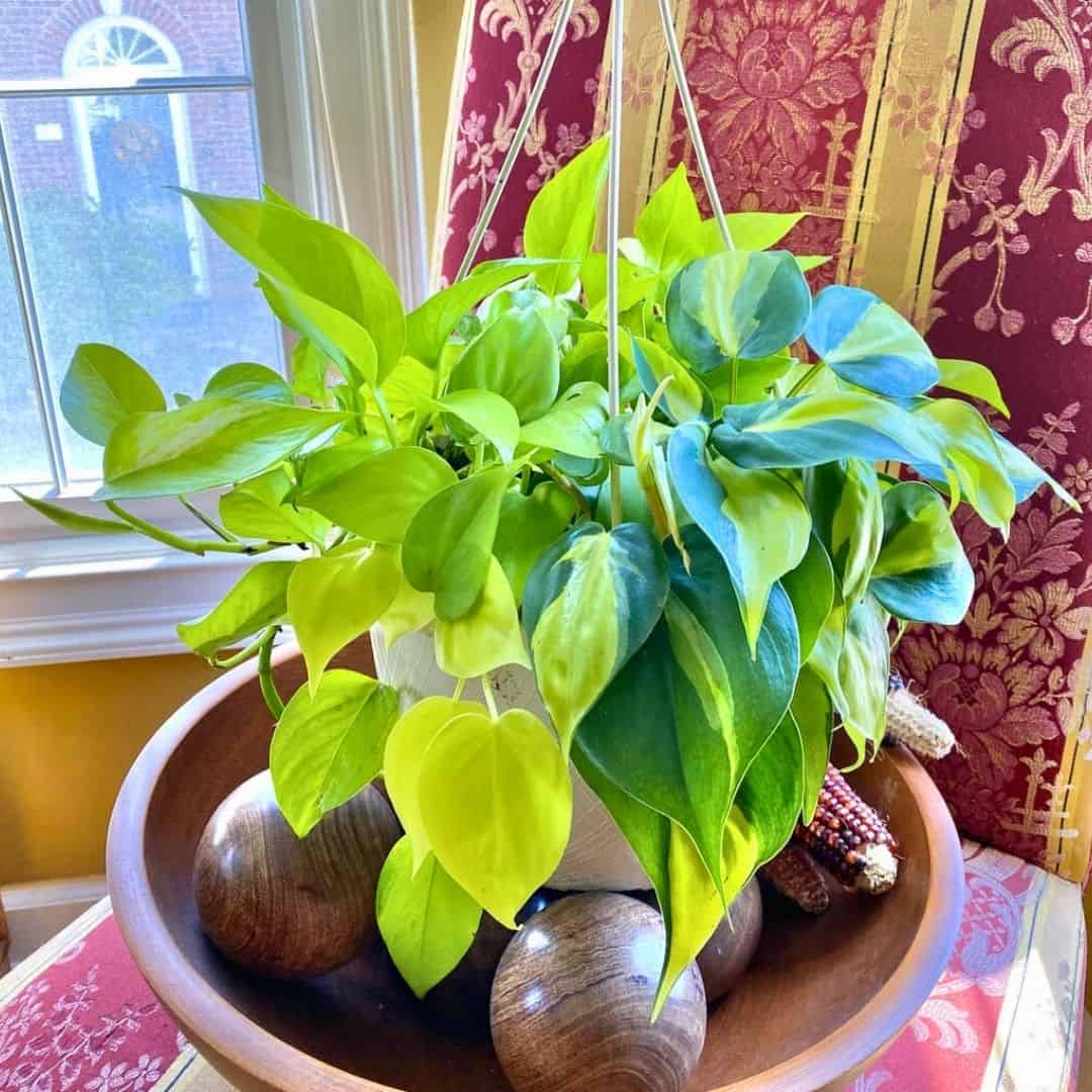 Why Mixing Pothos Plants Looks Amazing | Houseplant Alley