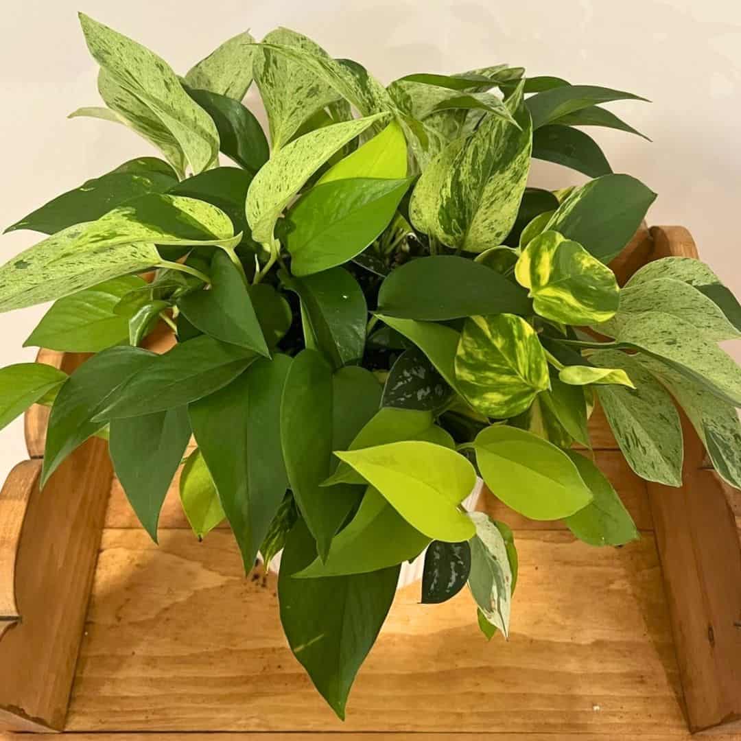 Why Mixing Pothos Plants Looks Amazing | Houseplant Alley