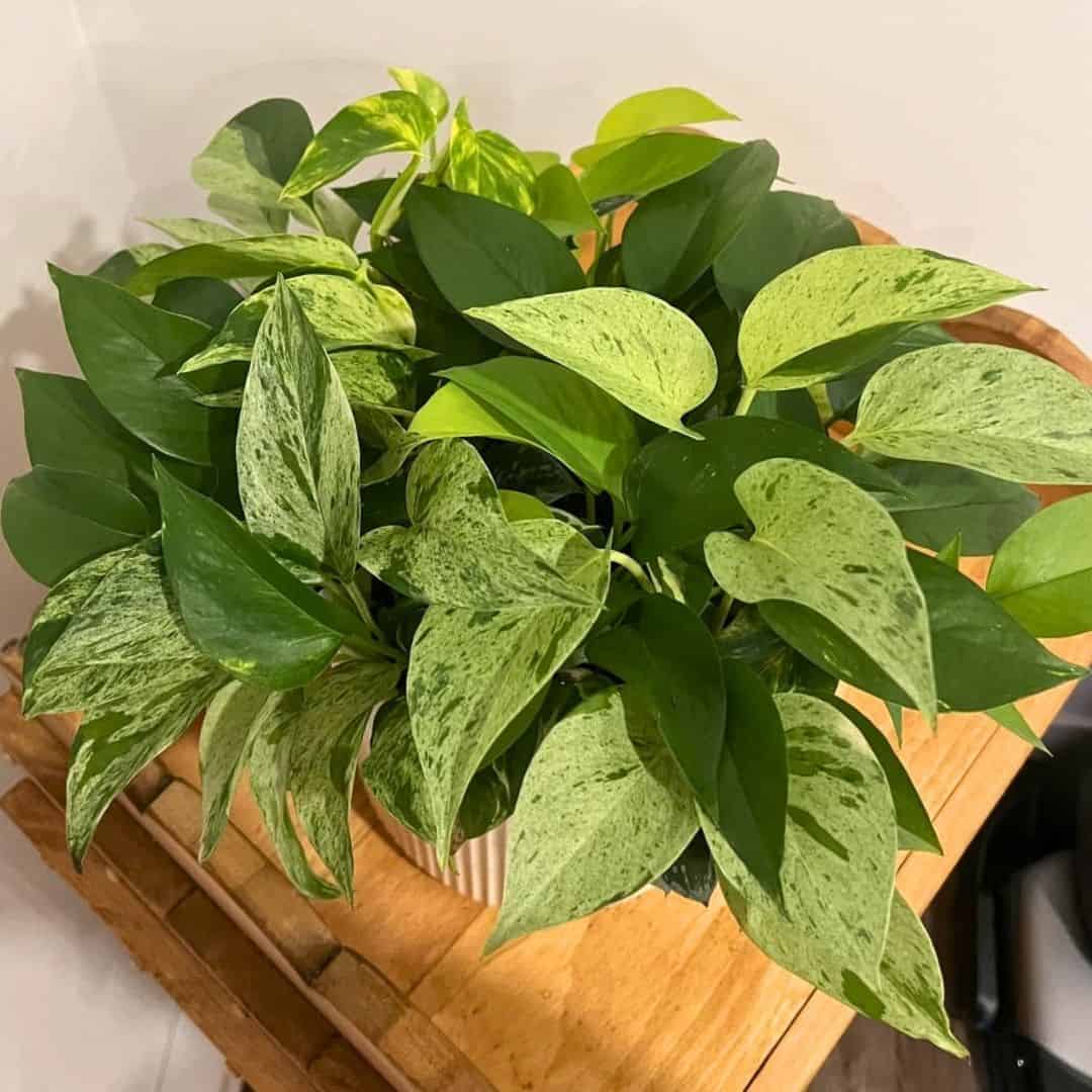 Why Mixing Pothos Plants Looks Amazing | Houseplant Alley