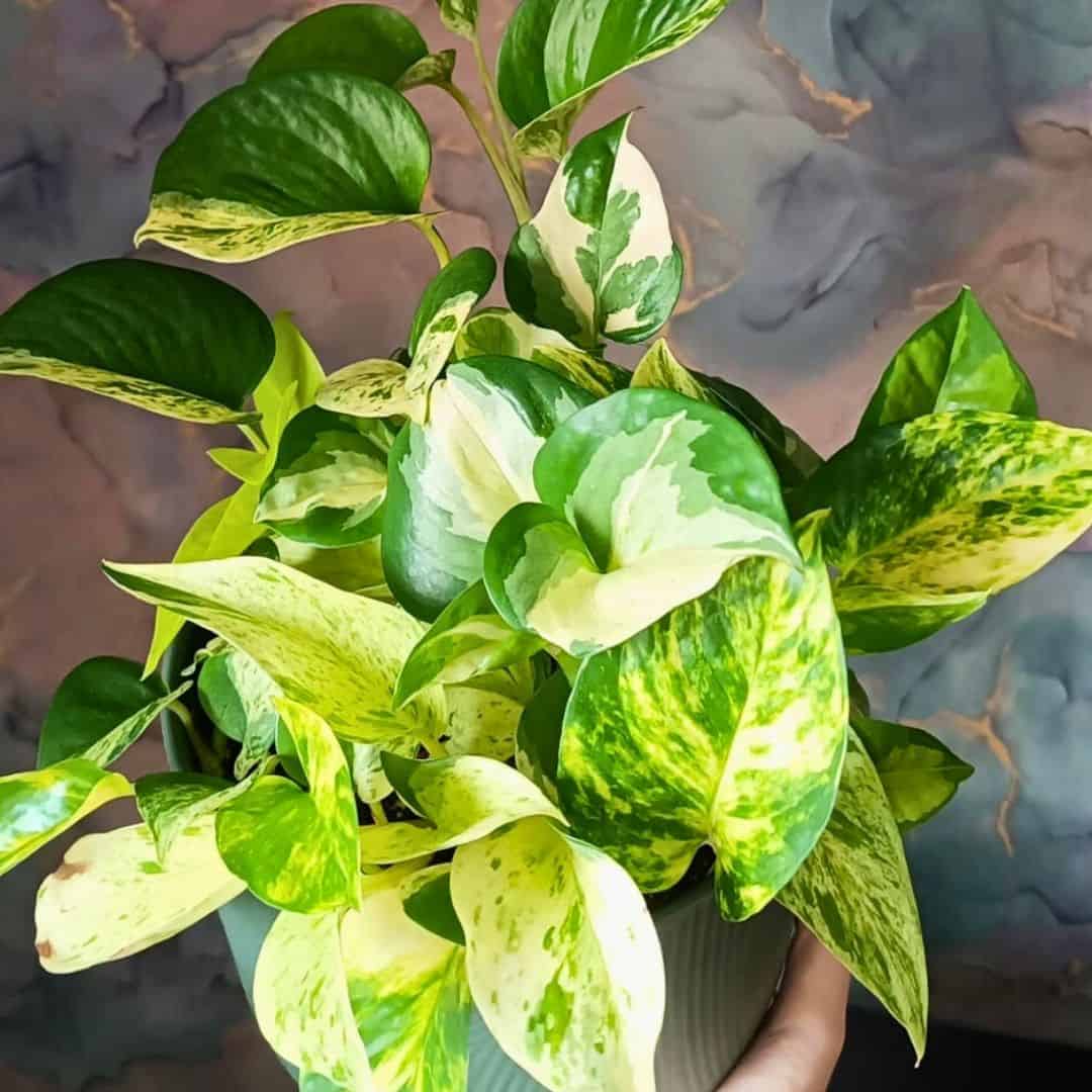 Why Mixing Pothos Plants Looks Amazing | Houseplant Alley