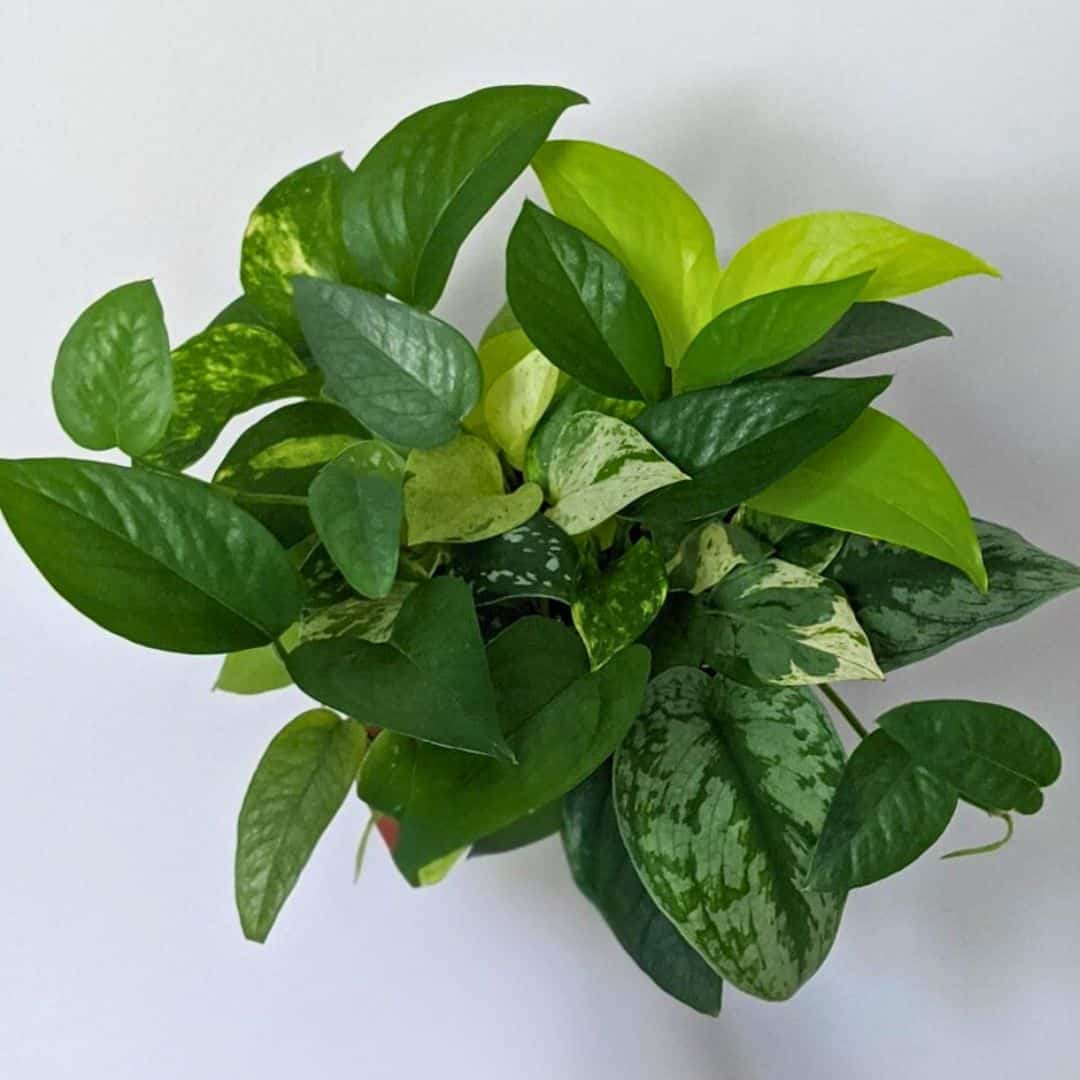 Why Mixing Pothos Plants Looks Amazing | Houseplant Alley