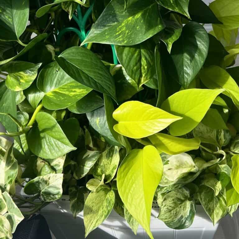 Why Mixing Pothos Plants Looks Amazing | Houseplant Alley