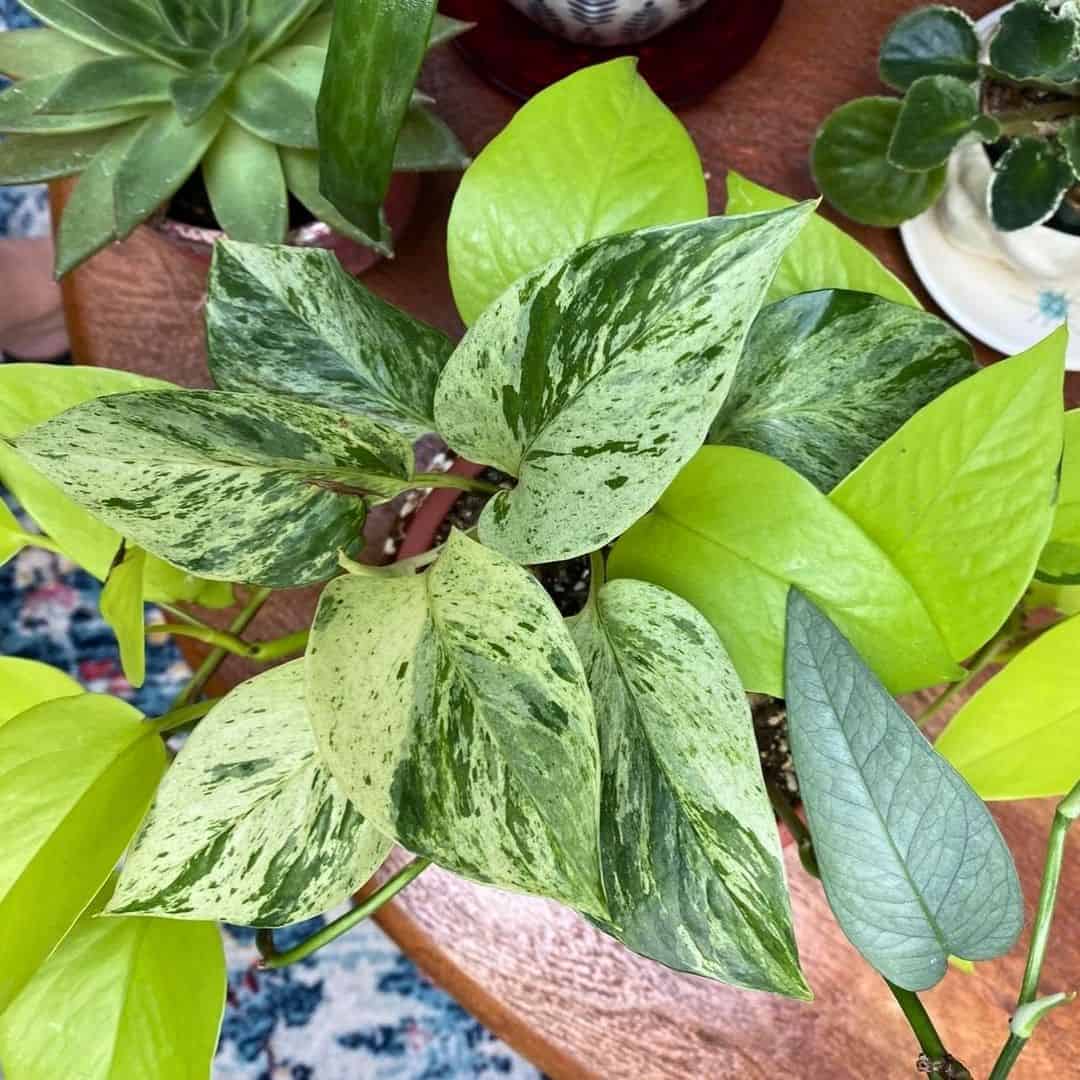 Why Mixing Pothos Plants Looks Amazing | Houseplant Alley