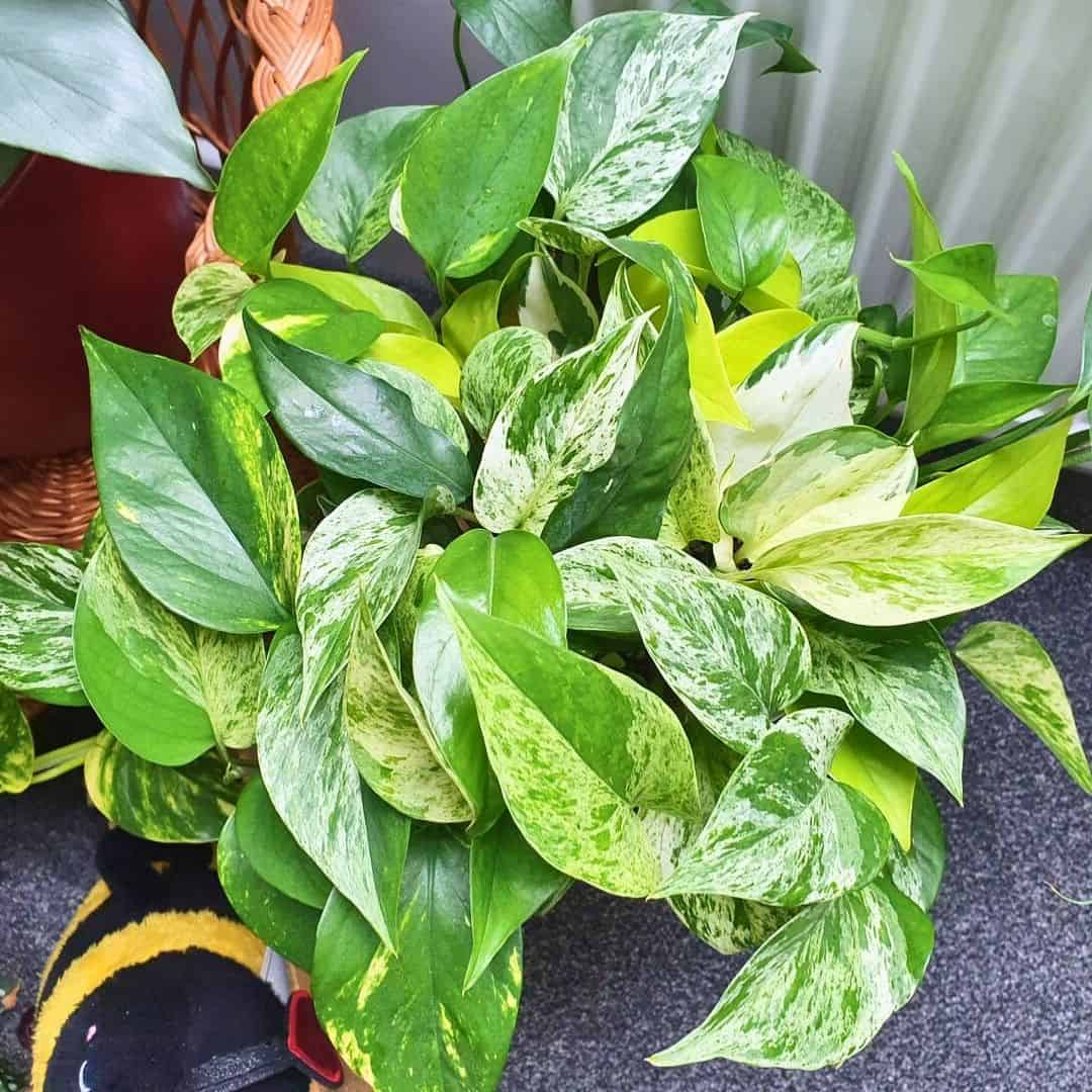 Why Mixing Pothos Plants Looks Amazing | Houseplant Alley