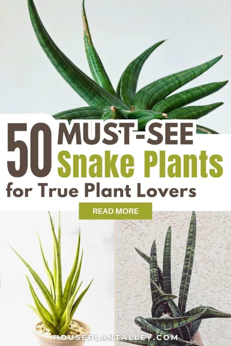 50 Unique Snake Plant Varieties You'll Love | Houseplant Alley