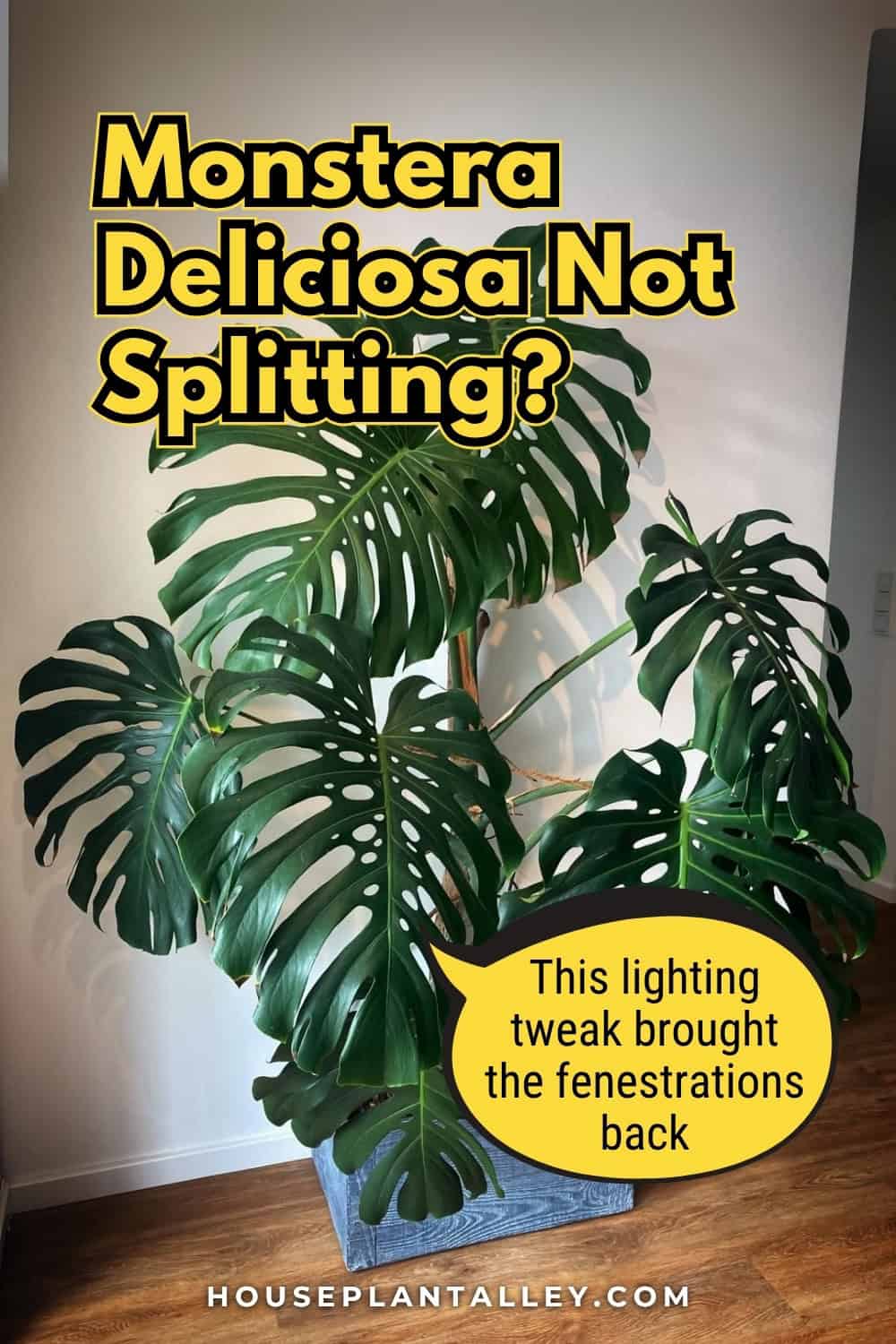 Monstera Deliciosa Lighting Guide: Simple Tips for Healthy Growth ...