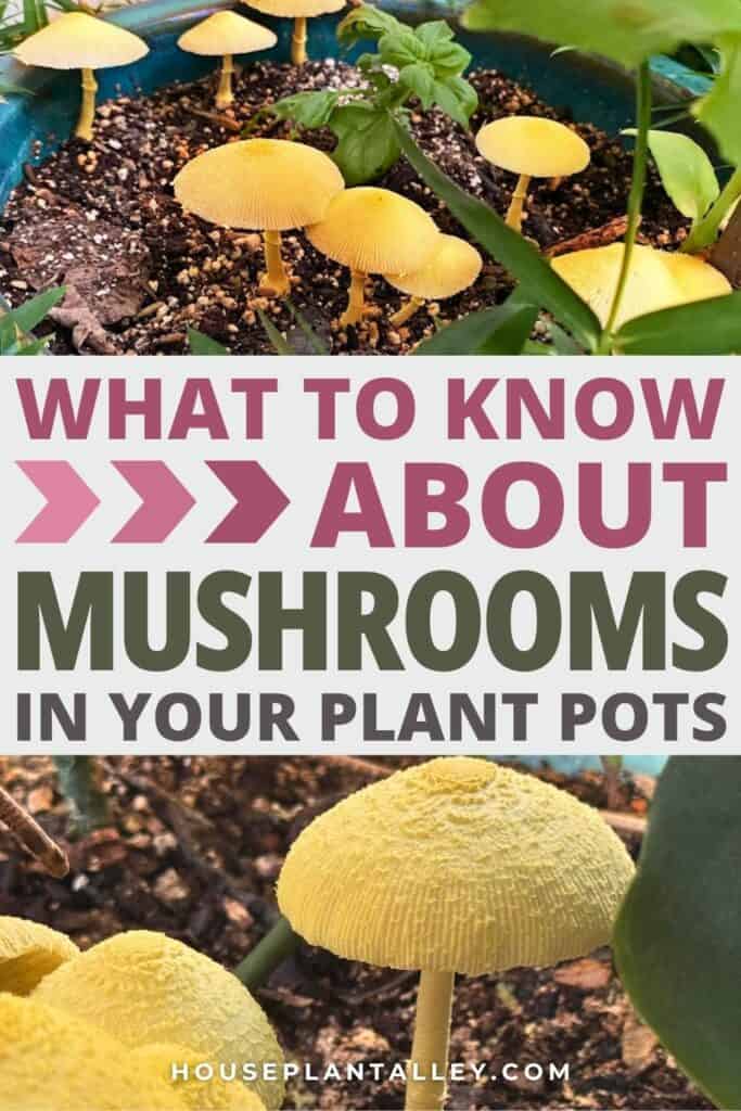 Why Are Mushrooms Growing In My House Plants? | Houseplant Alley