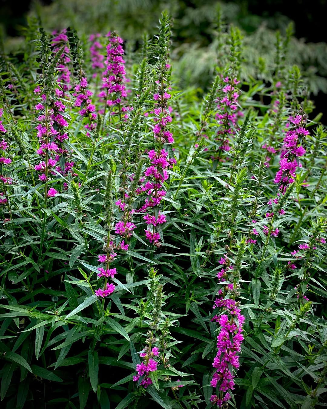 9 Invasive Perennials That Will Take Over Your Garden | Houseplant Alley