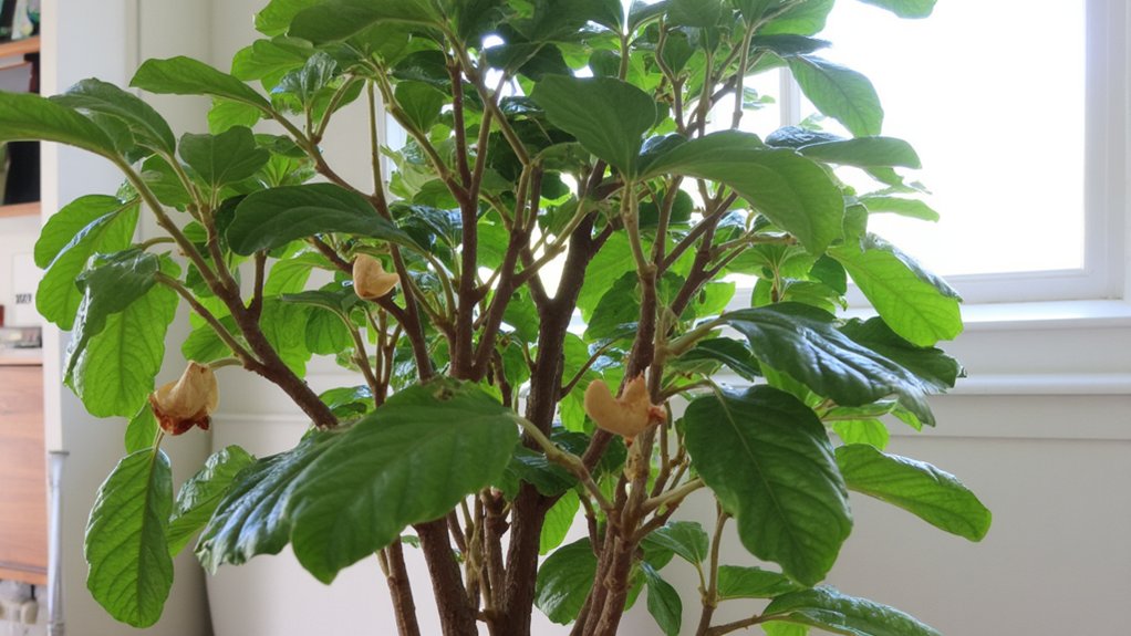 Fiddle Leaf Fig Drooping? Here's Why | Houseplant Alley