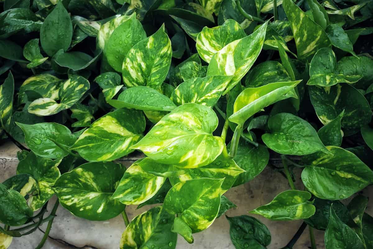 Unlocking the Sunlight Secrets for Golden Pothos | Houseplant Alley