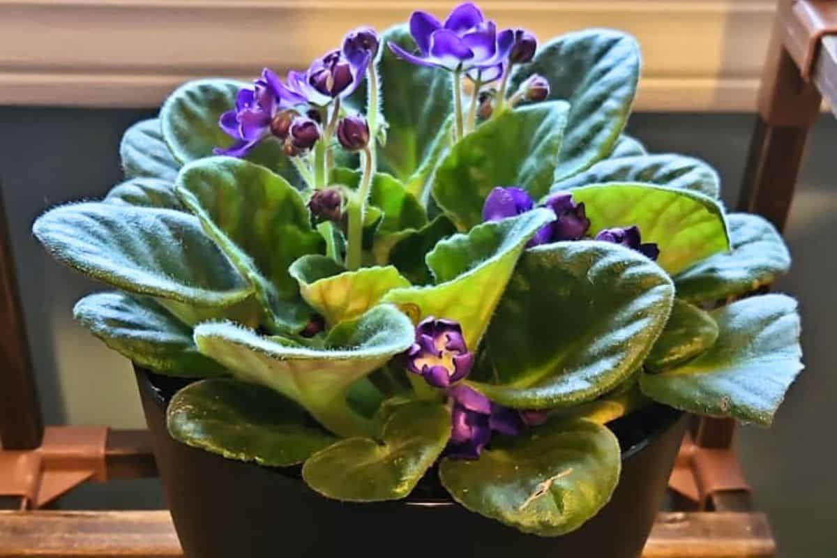 How to Repot African Violets: Easy Steps for Healthier Plants and ...