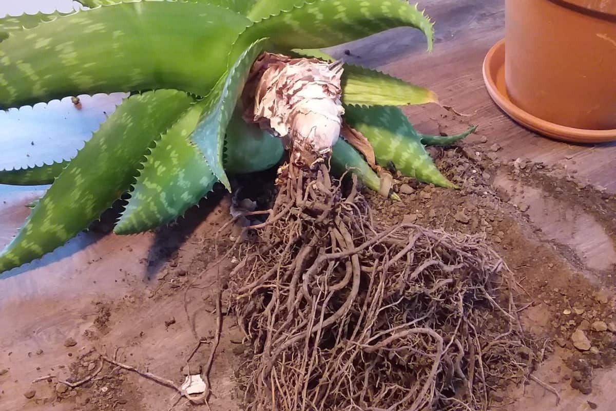 Aloe Vera Repotting Guide: When, How, and What to Use | Houseplant Alley