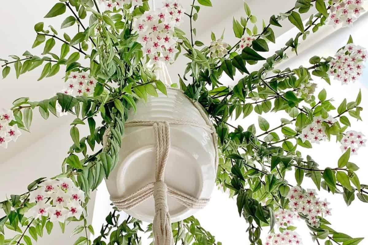 How to Care for Hoya Bella | Houseplant Alley