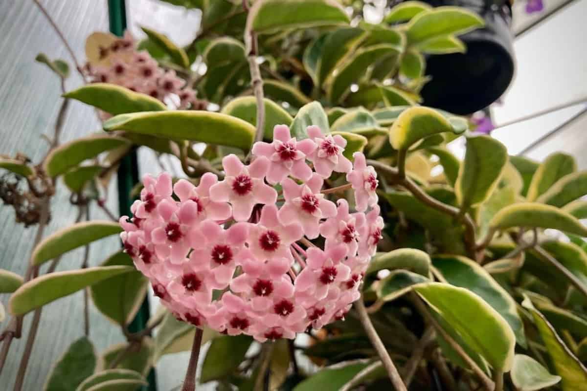 How to Care for Hoya Krimson Queen | Houseplant Alley