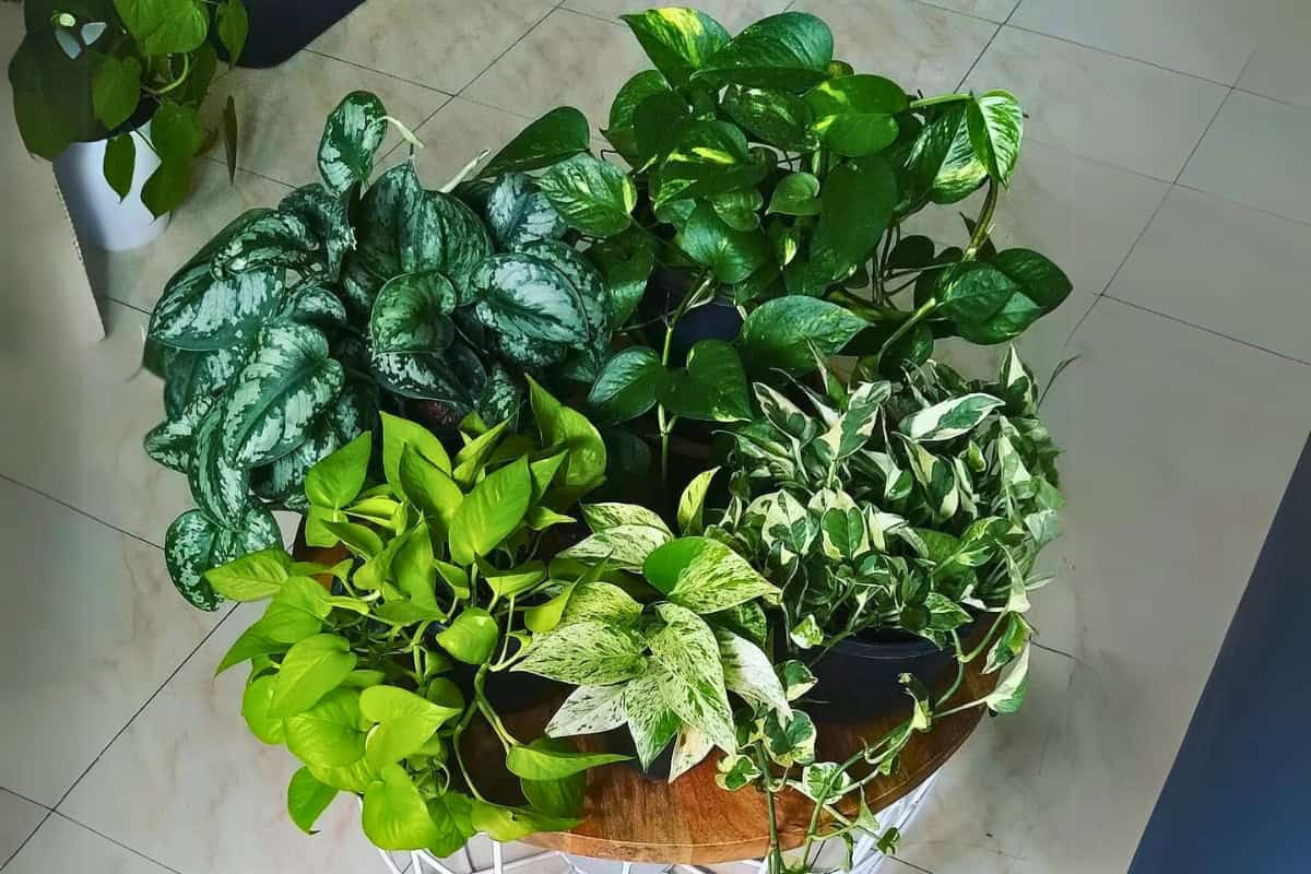 10 Stunning Pothos Varieties That Are Perfect for Your Home ...