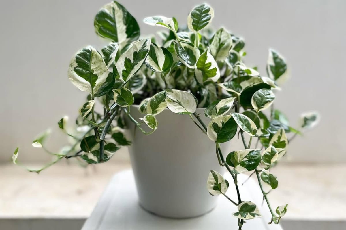 Easy Guide to Growing Pothos N'Joy | Houseplant Alley