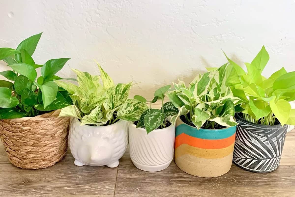 Why Mixing Pothos Plants Looks Amazing | Houseplant Alley