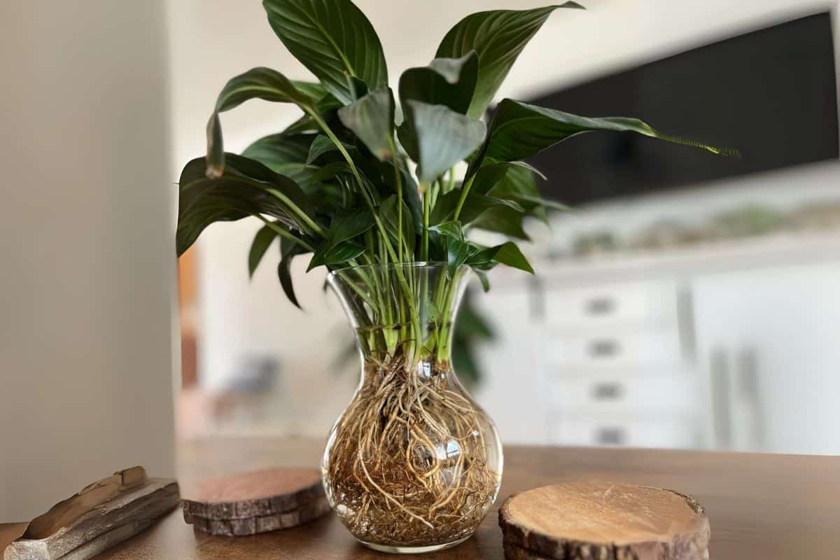Multiply Your Peace Lilies in Under 30 Minutes With This Easy ...