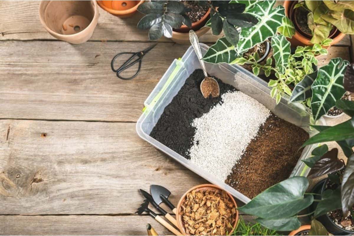 Best Perlite Ratios for Different Houseplant Types | Houseplant Alley