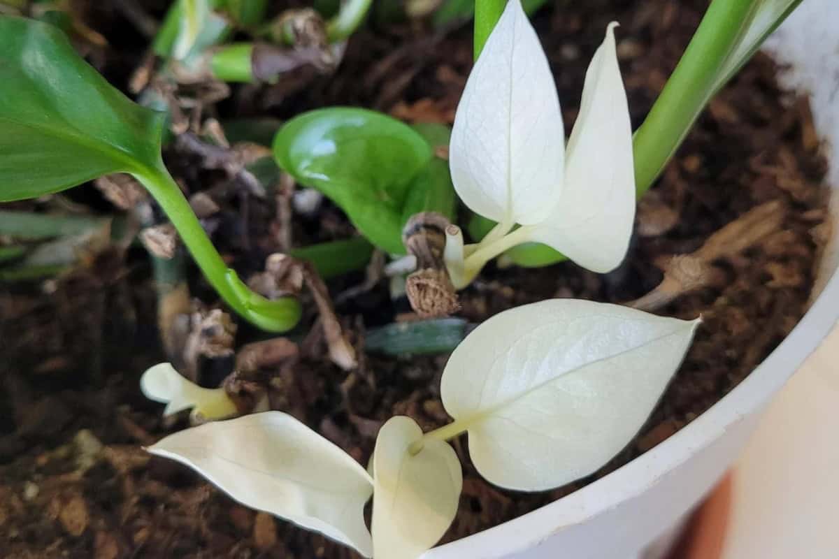 Pothos Leaves Turning White? Here’s Why | Houseplant Alley