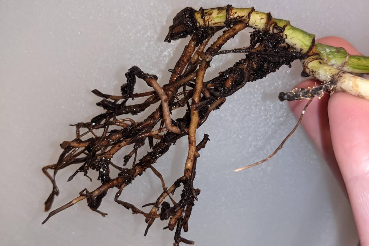 How to Detect and Fix Root Rot in Pothos | Houseplant Alley