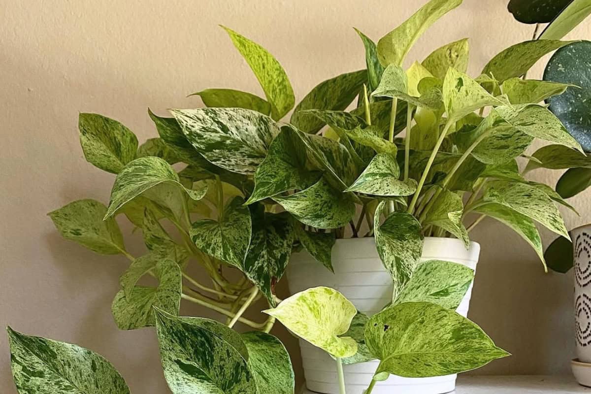 Mastering the Art of Snow Queen Pothos Care | Houseplant Alley