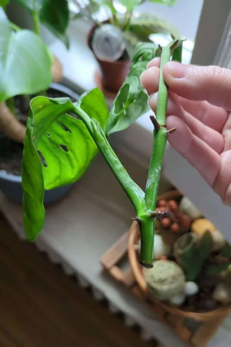 8 Genius Houseplant Propagation Techniques You Should Know About ...
