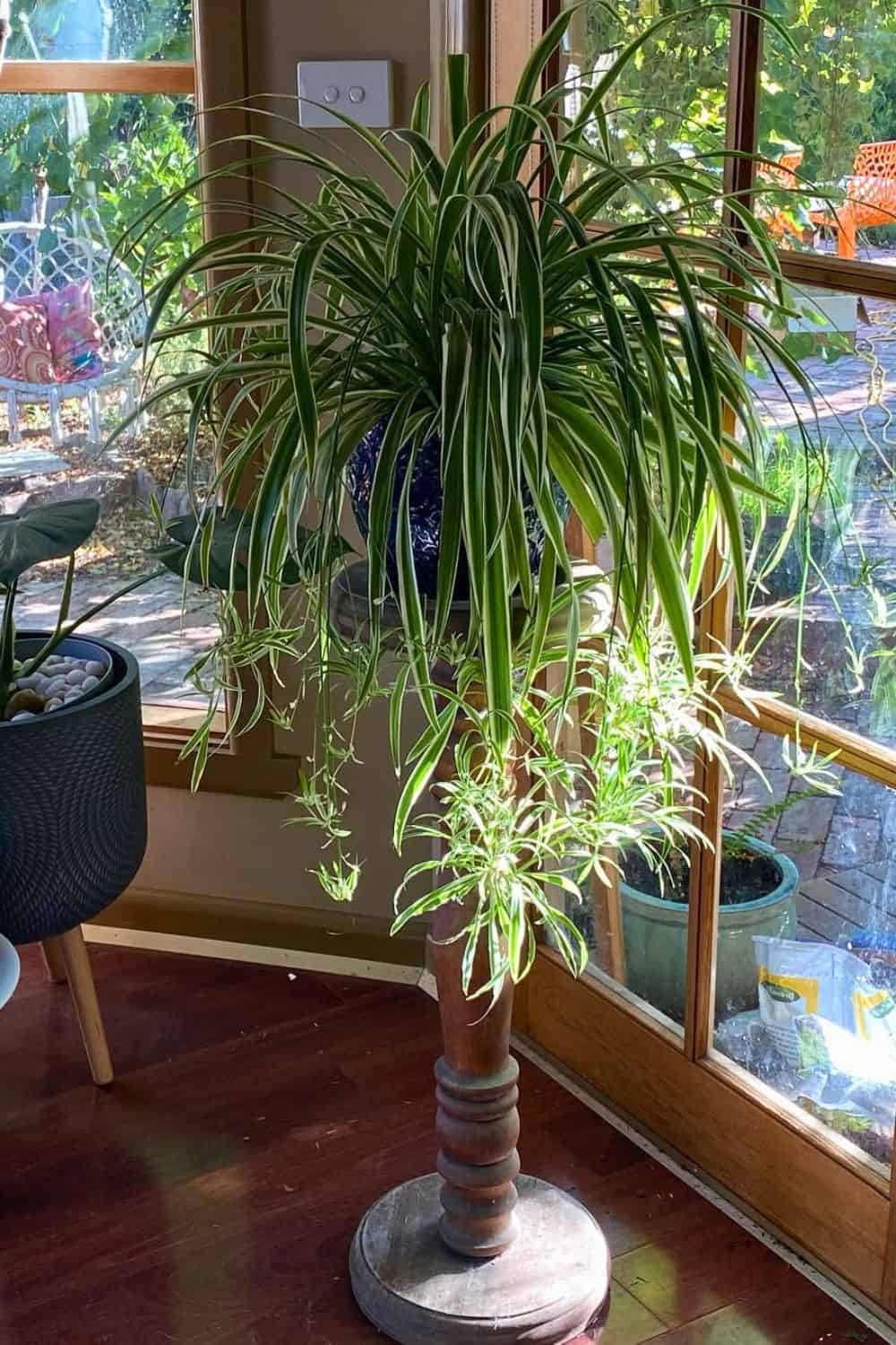 21 Types of Air Purifier Indoor Plants | Houseplant Alley