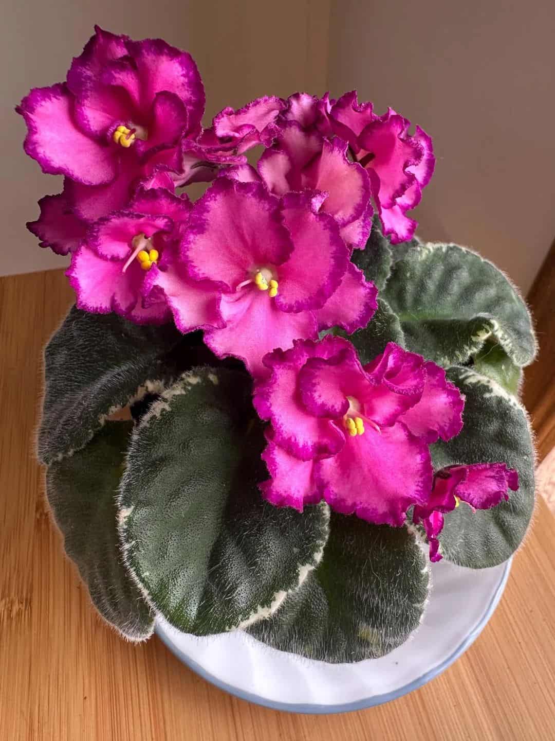 The Ultimate Guide to African Violet Varieties: From Classic Beauties ...