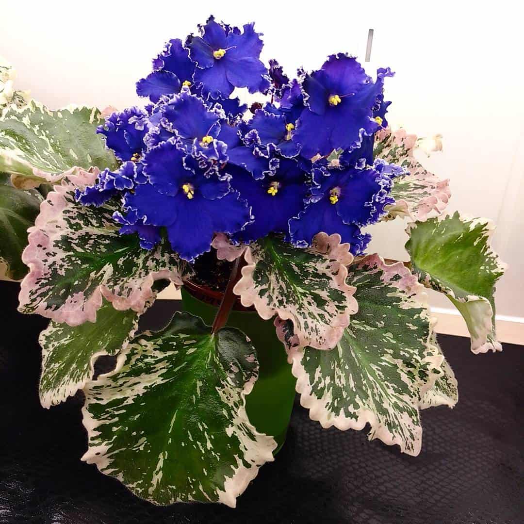 The Ultimate Guide to African Violet Varieties: From Classic Beauties ...