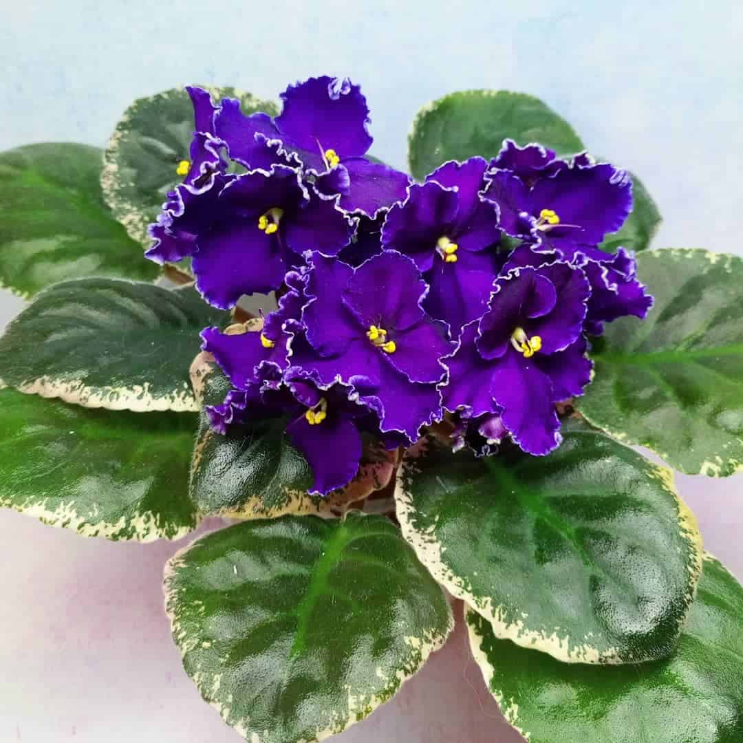 The Ultimate Guide to African Violet Varieties: From Classic Beauties ...