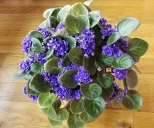 The Ultimate Guide to African Violet Varieties: From Classic Beauties ...