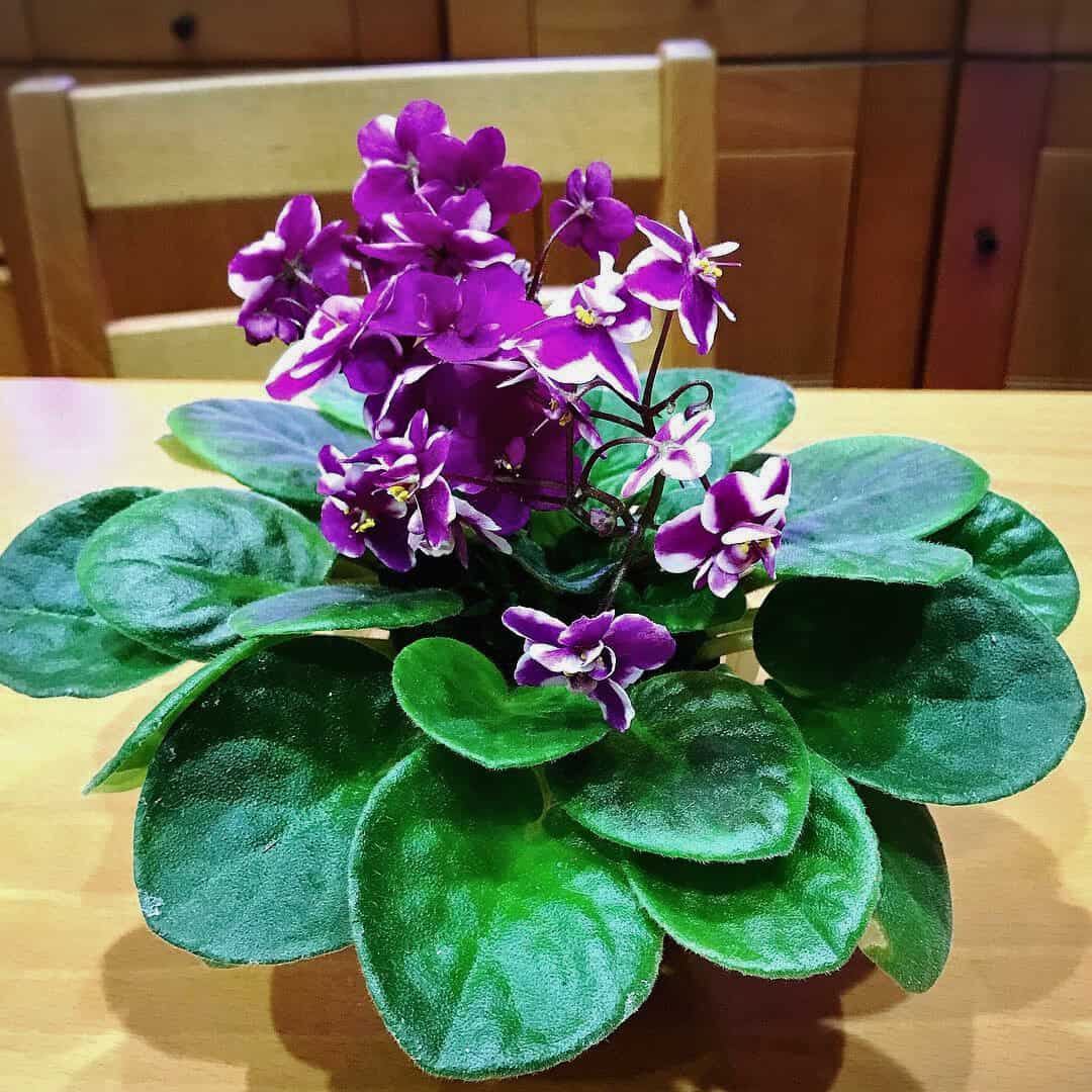 The Ultimate Guide to African Violet Varieties: From Classic Beauties ...