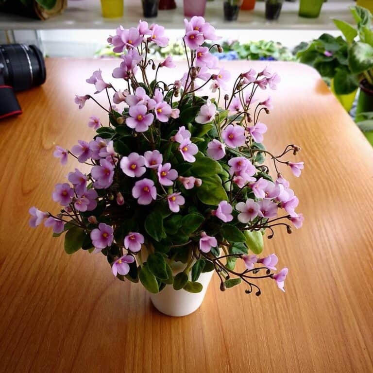 The Ultimate Guide to African Violet Varieties: From Classic Beauties ...