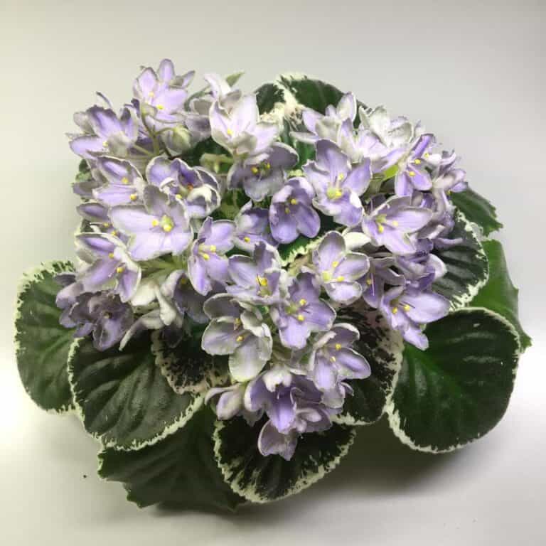 The Ultimate Guide to African Violet Varieties: From Classic Beauties ...