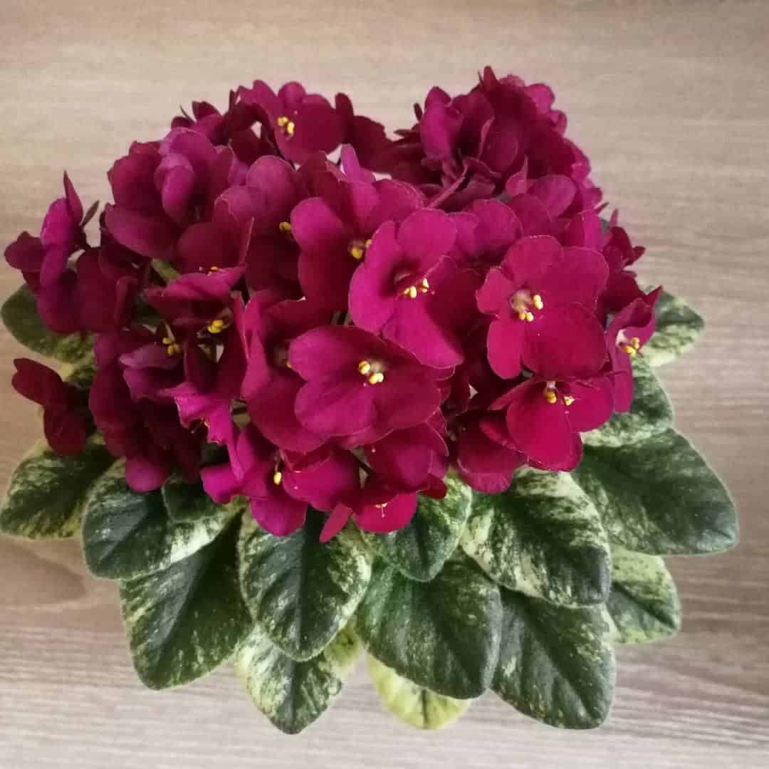 The Ultimate Guide to African Violet Varieties: From Classic Beauties ...