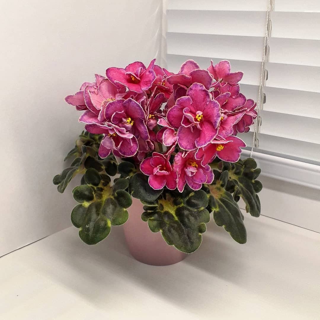 The Ultimate Guide to African Violet Varieties: From Classic Beauties ...