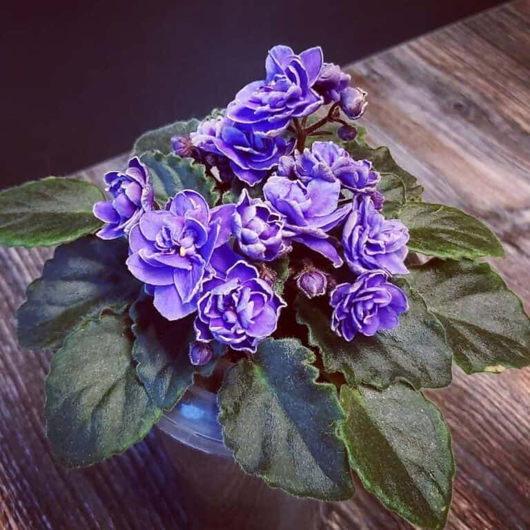 The Ultimate Guide to African Violet Varieties: From Classic Beauties ...