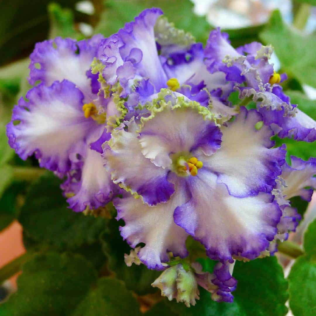 The Ultimate Guide to African Violet Varieties: From Classic Beauties ...