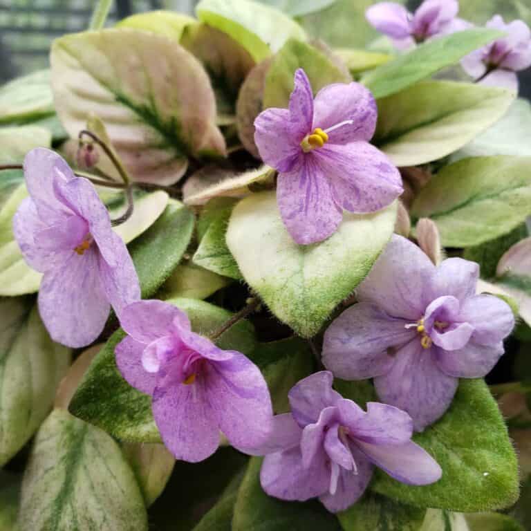 The Ultimate Guide to African Violet Varieties: From Classic Beauties ...
