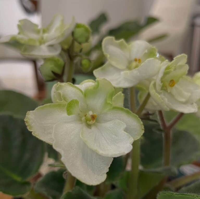 The Ultimate Guide to African Violet Varieties: From Classic Beauties ...