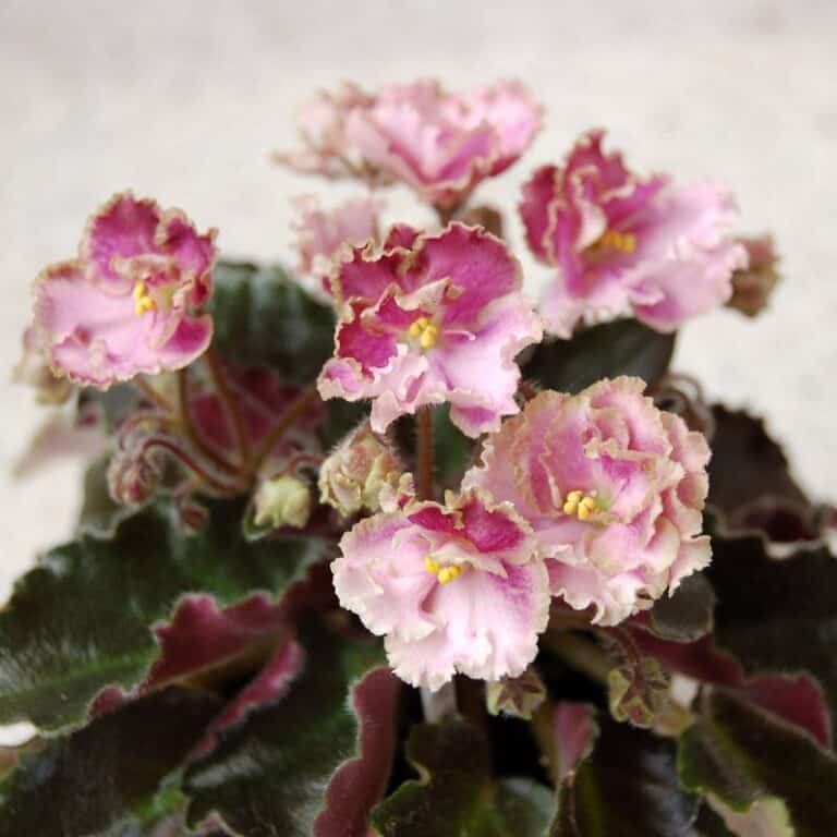 The Ultimate Guide to African Violet Varieties: From Classic Beauties ...
