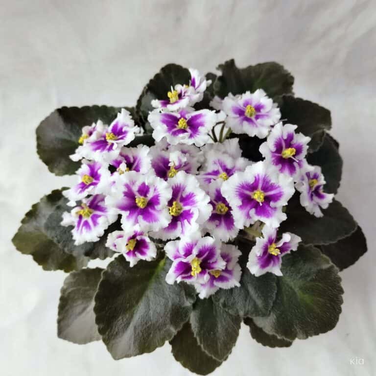 The Ultimate Guide to African Violet Varieties: From Classic Beauties ...