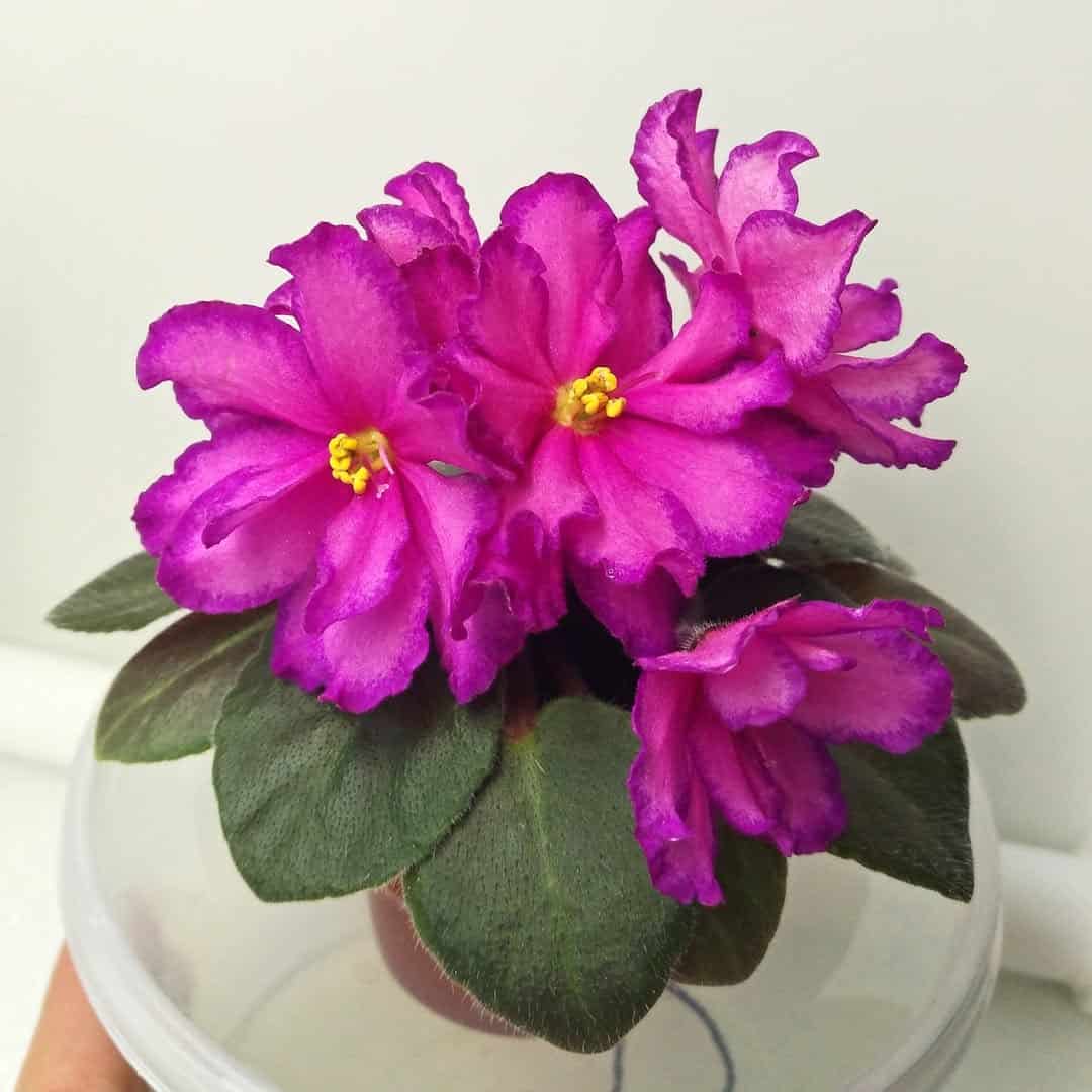The Ultimate Guide to African Violet Varieties: From Classic Beauties ...