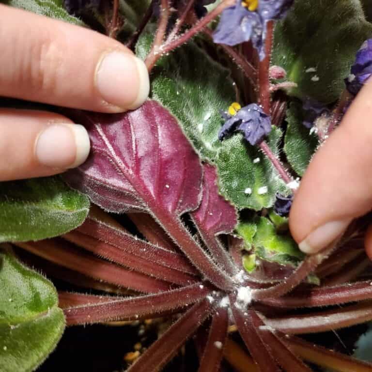 Common African Violet Problems and How to Fix Them: A Beginner’s Guide ...