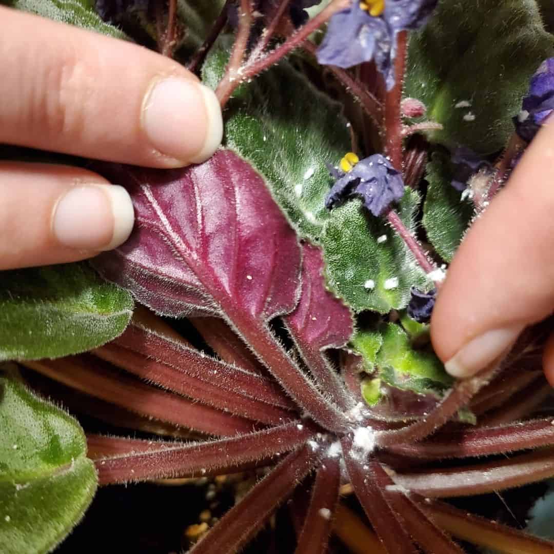 Common African Violet Problems and How to Fix Them: A Beginner’s Guide ...