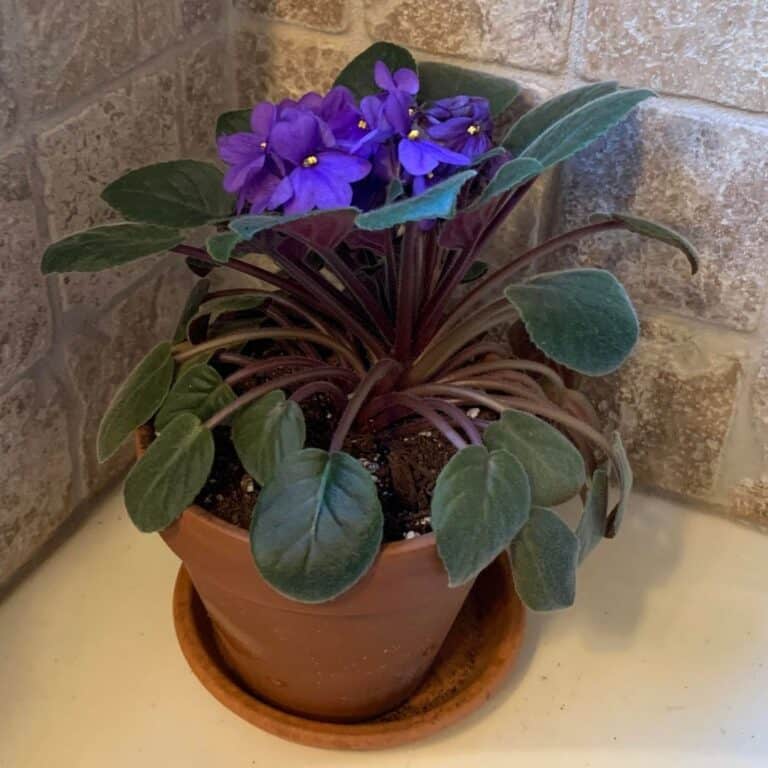 Common African Violet Problems and How to Fix Them: A Beginner’s Guide ...