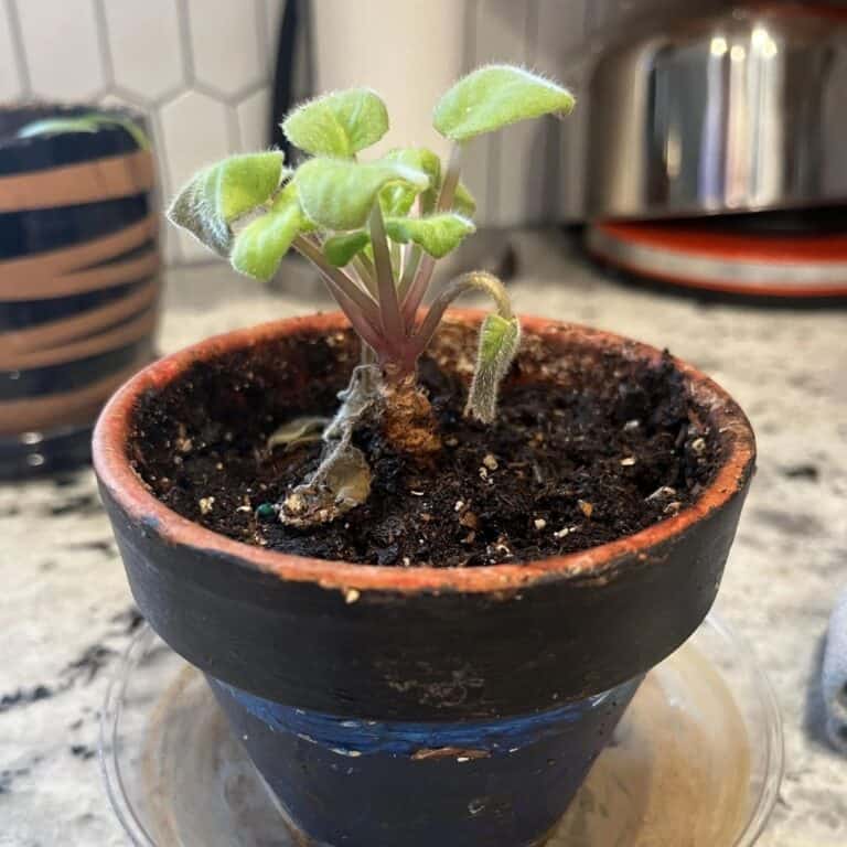 Common African Violet Problems and How to Fix Them: A Beginner’s Guide ...