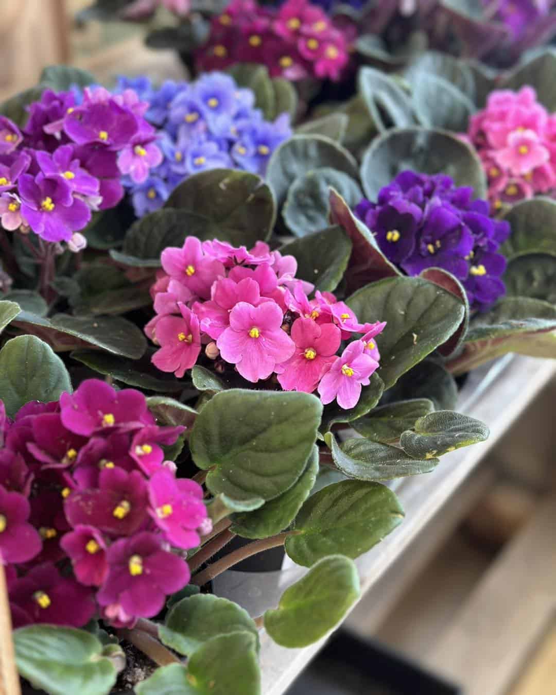 Best African Violet Fertilizer: How to Feed Your Plants for Bigger ...